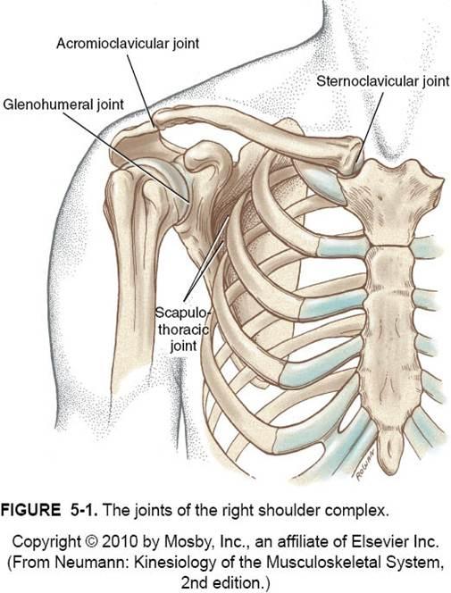 Shoulder Complex Anatomical Considerations BEST Performance Group